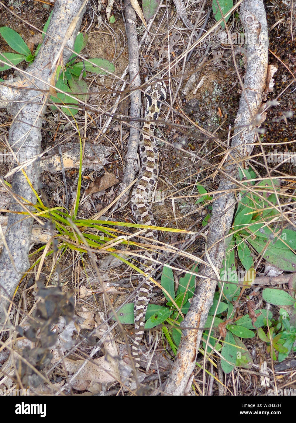 Eastern Hog-nosed Snake in Ontario Canada Stock Photo - Alamy