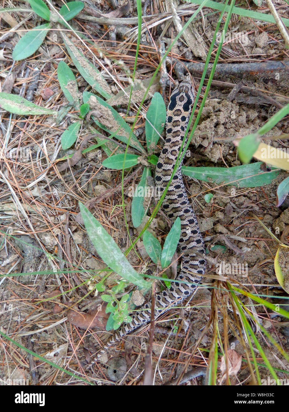 Eastern Hog-nosed Snake in Ontario Canada Stock Photo - Alamy