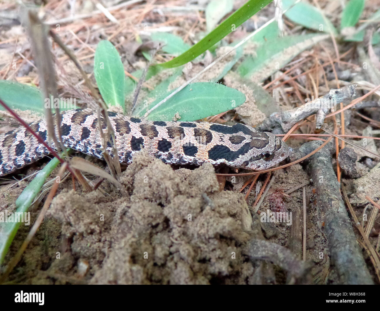Eastern hognose snake hi-res stock photography and images - Alamy