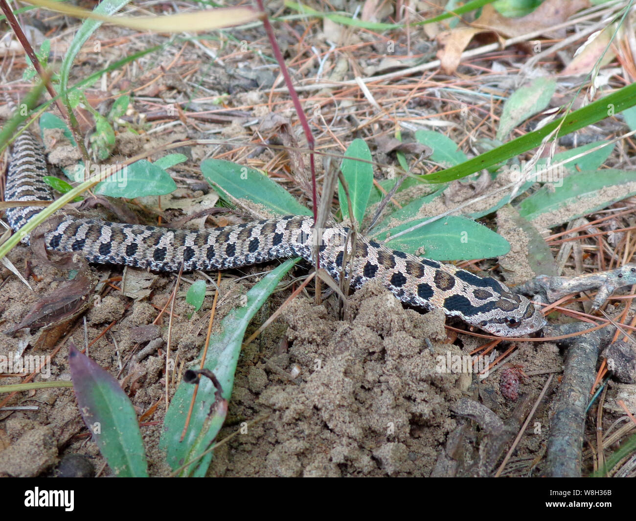 Hog nosed snake hi-res stock photography and images - Alamy