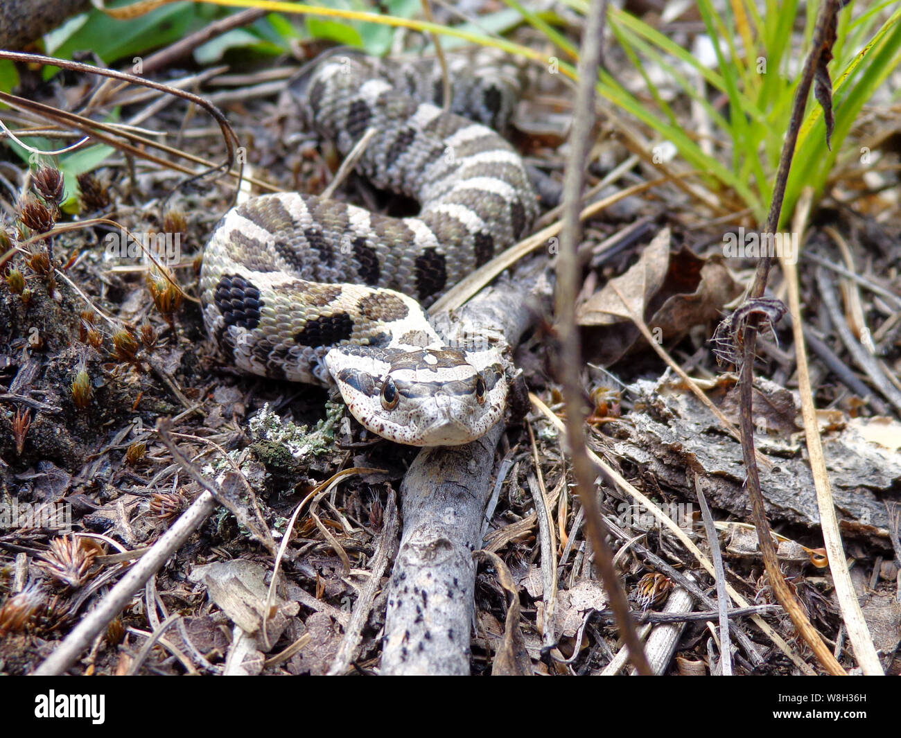 Eastern Hog-nosed Snake in Ontario Canada Stock Photo - Alamy