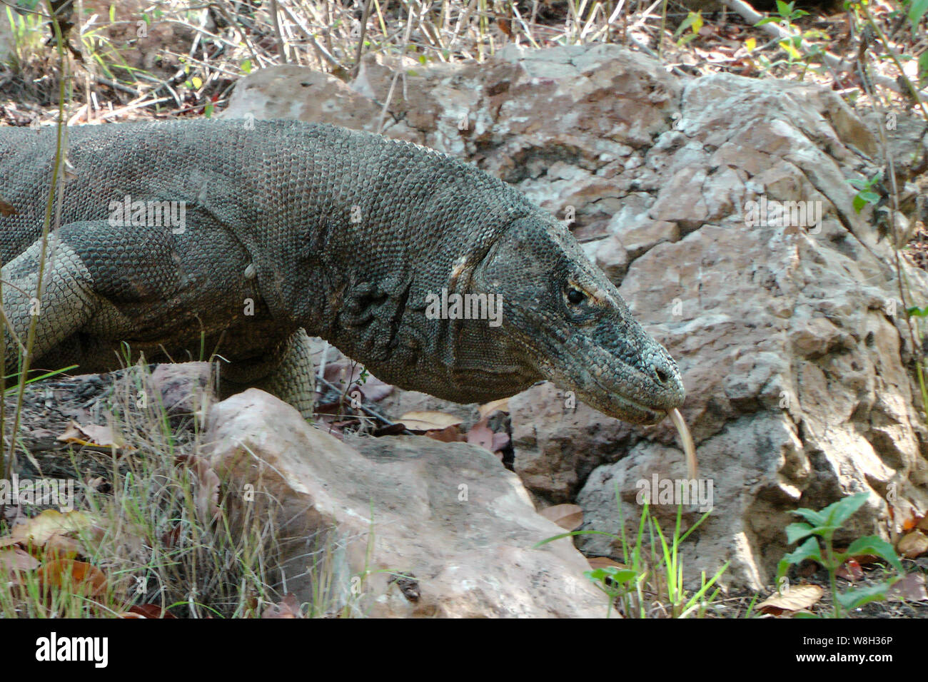 Large Komodo Dragon Stock Photo - Alamy