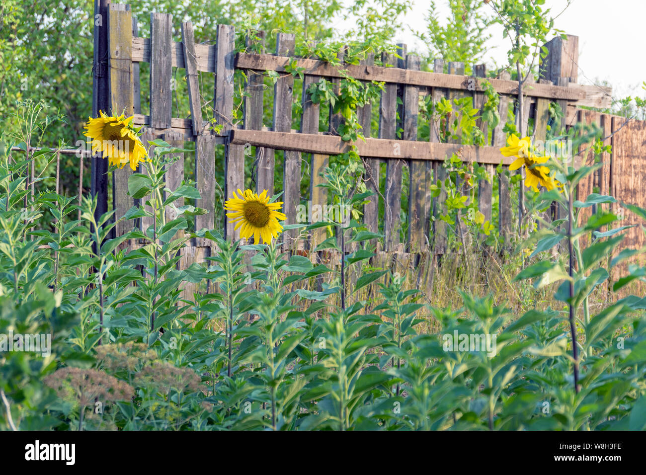 Sunflowers Garden Fence High Resolution Stock Photography and Images ...