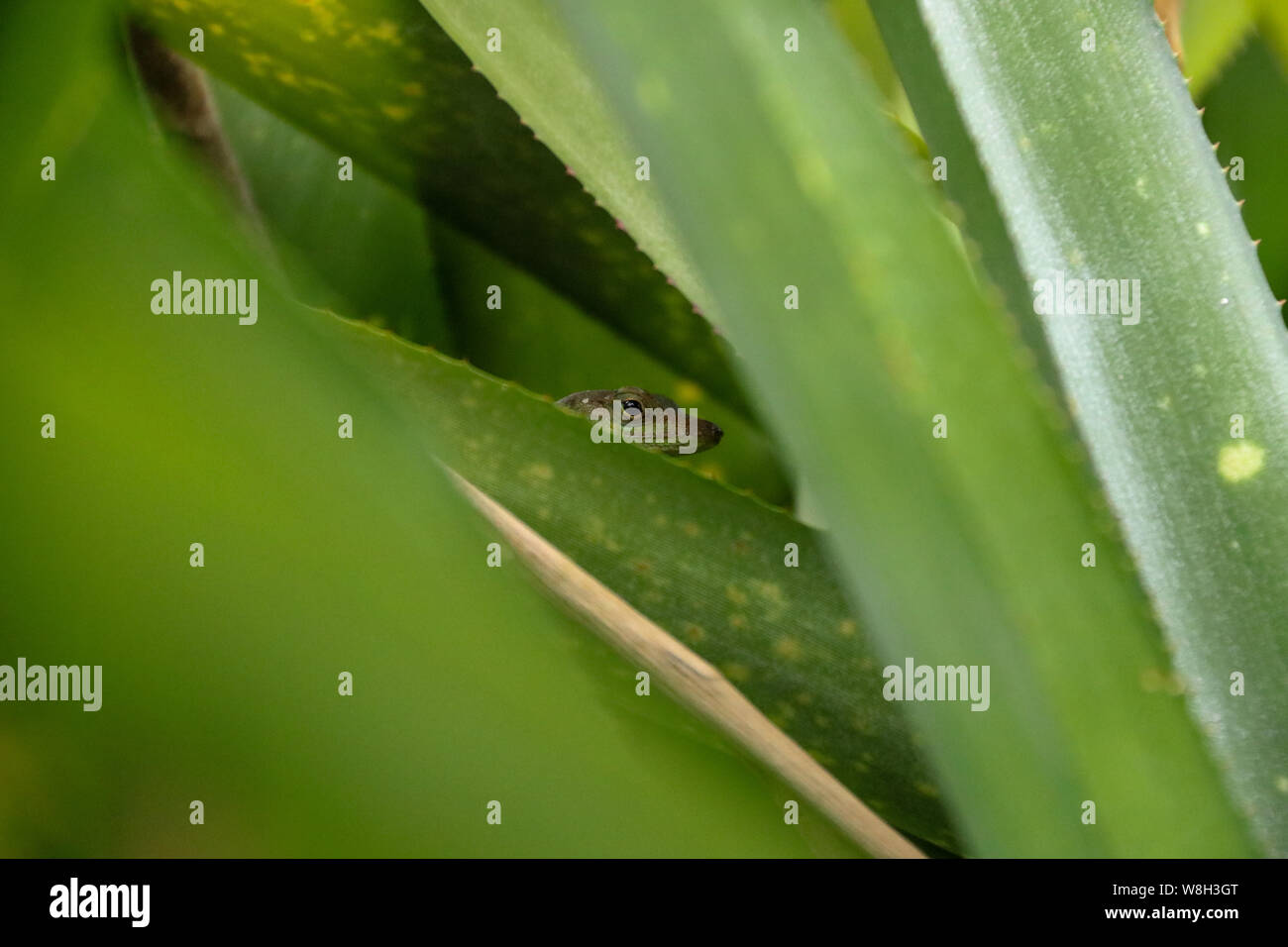 Anolis Marmoratus High Resolution Stock Photography and Images - Alamy