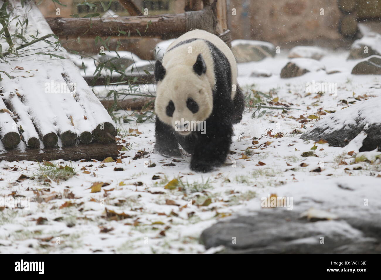 Panda snow hi-res stock photography and images - Alamy