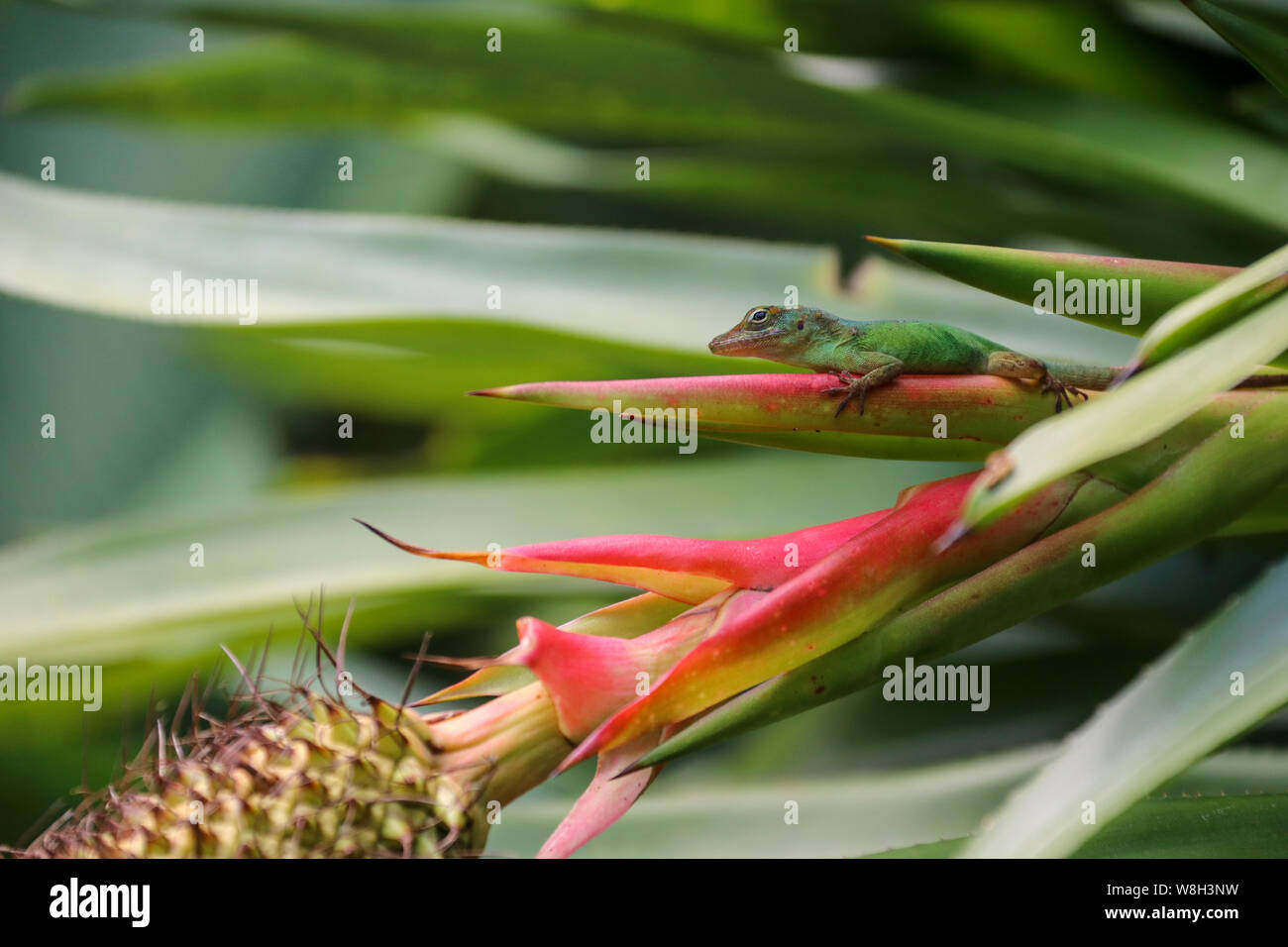 Green lizard on red tropical flower Stock Photo - Alamy