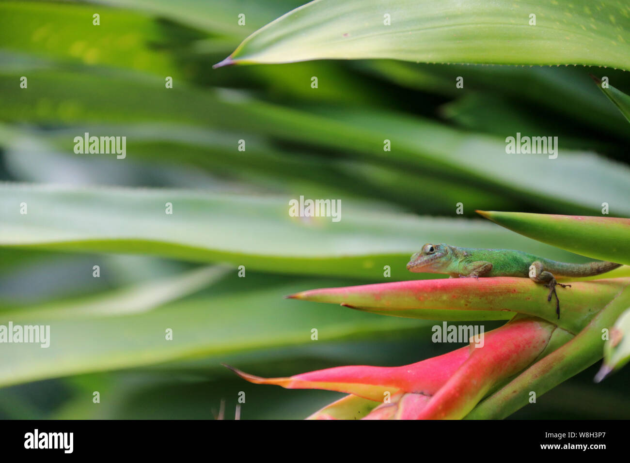 Green lizard on red tropical flower Stock Photo - Alamy