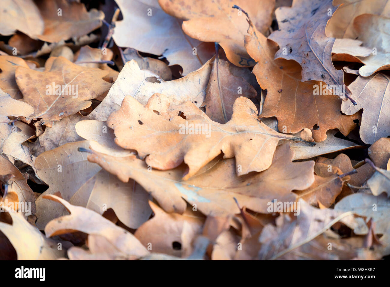 Dry fallen oak leaves on the ground. Selective focus Stock Photo - Alamy