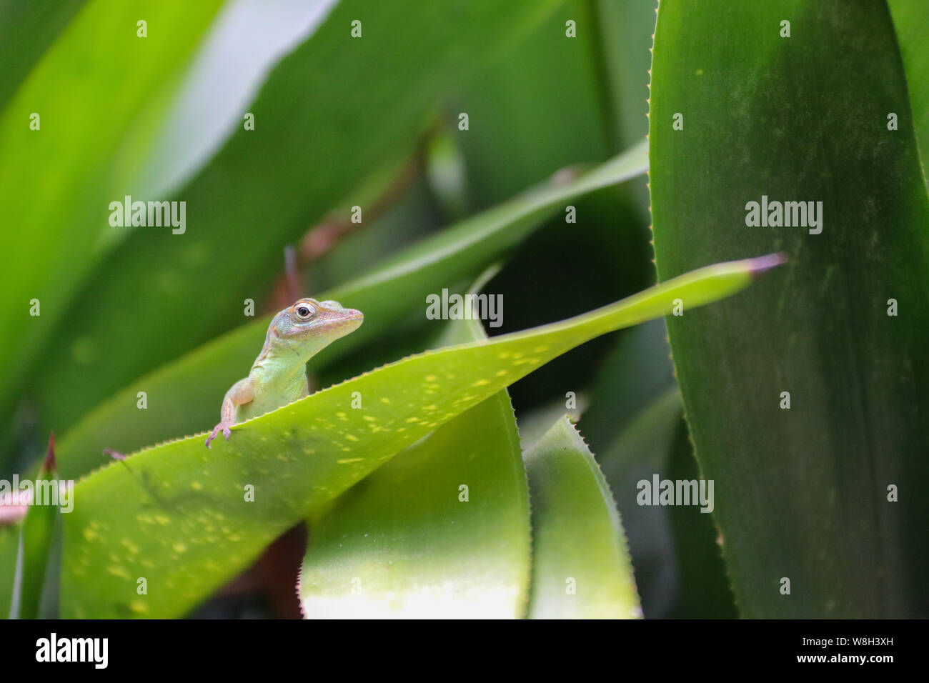 Anolis marmoratus on tropical plant Stock Photo - Alamy