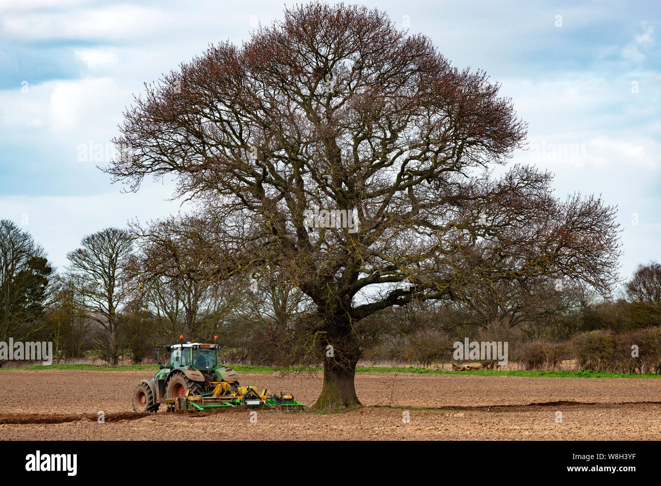 Oak tree, Shottisham, Suffolk, UK Stock Photo - Alamy