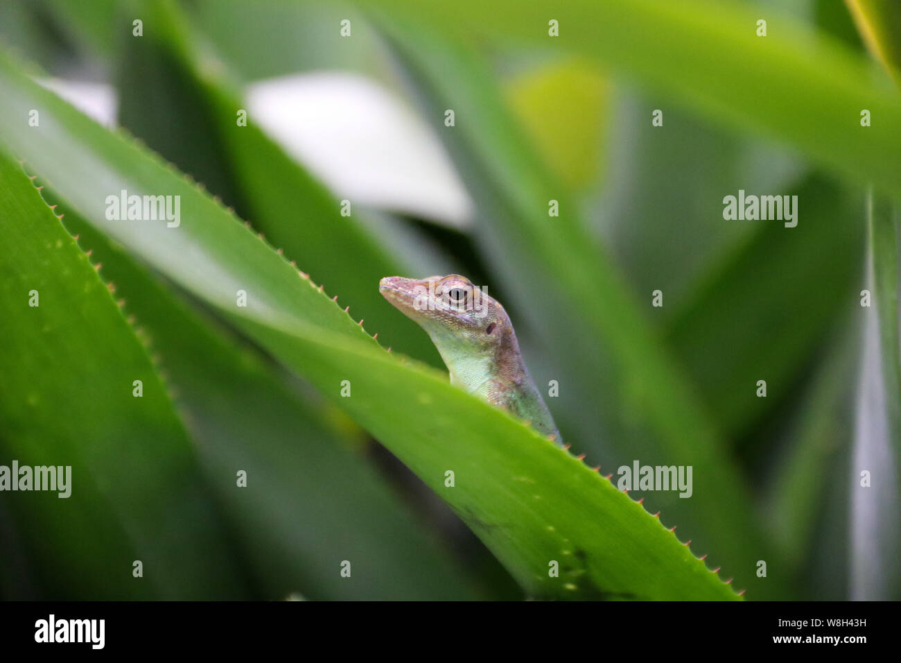 Anolis marmoratus hi-res stock photography and images - Alamy