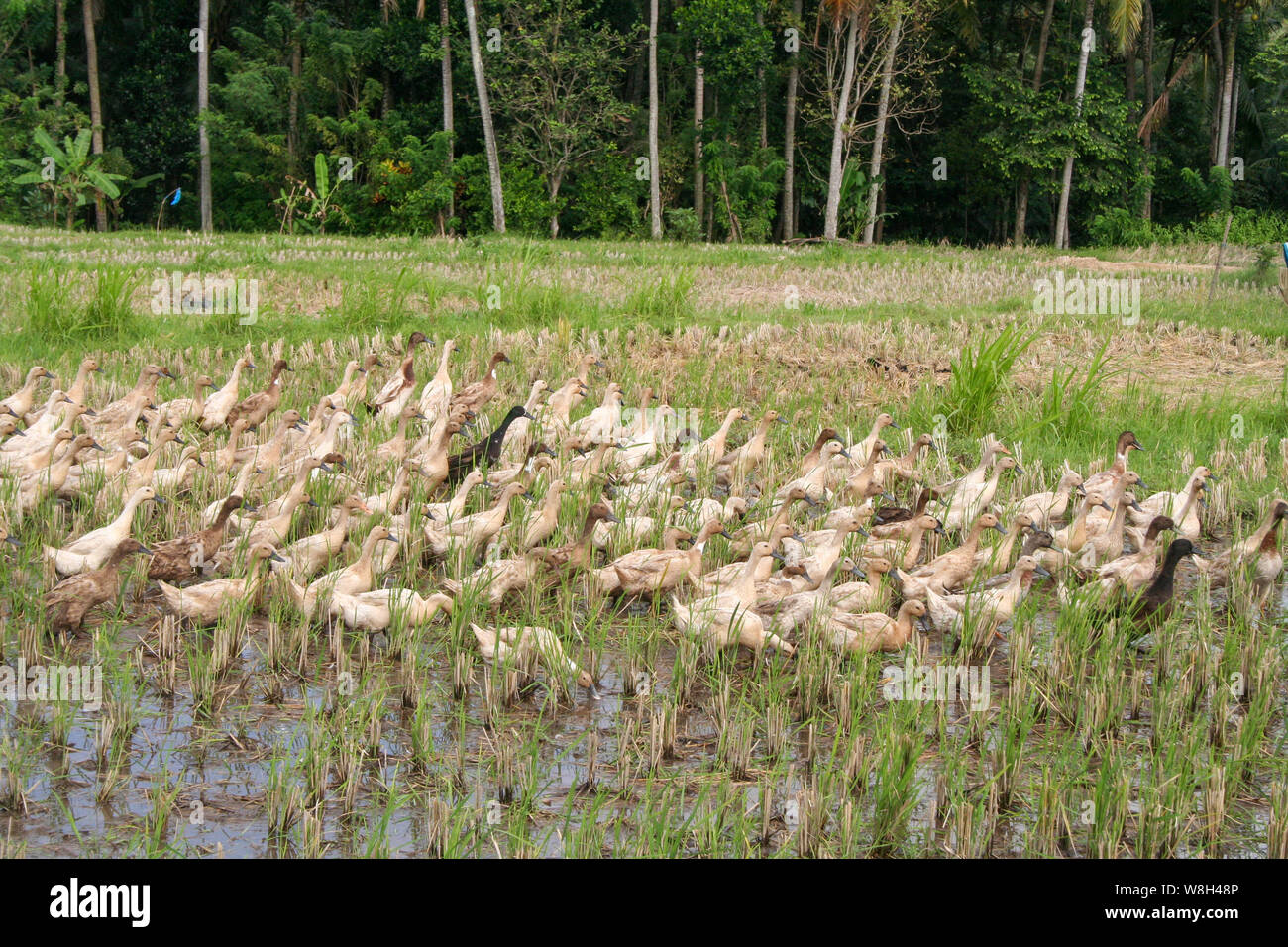 Bali crispy duck hi-res stock photography and images - Alamy