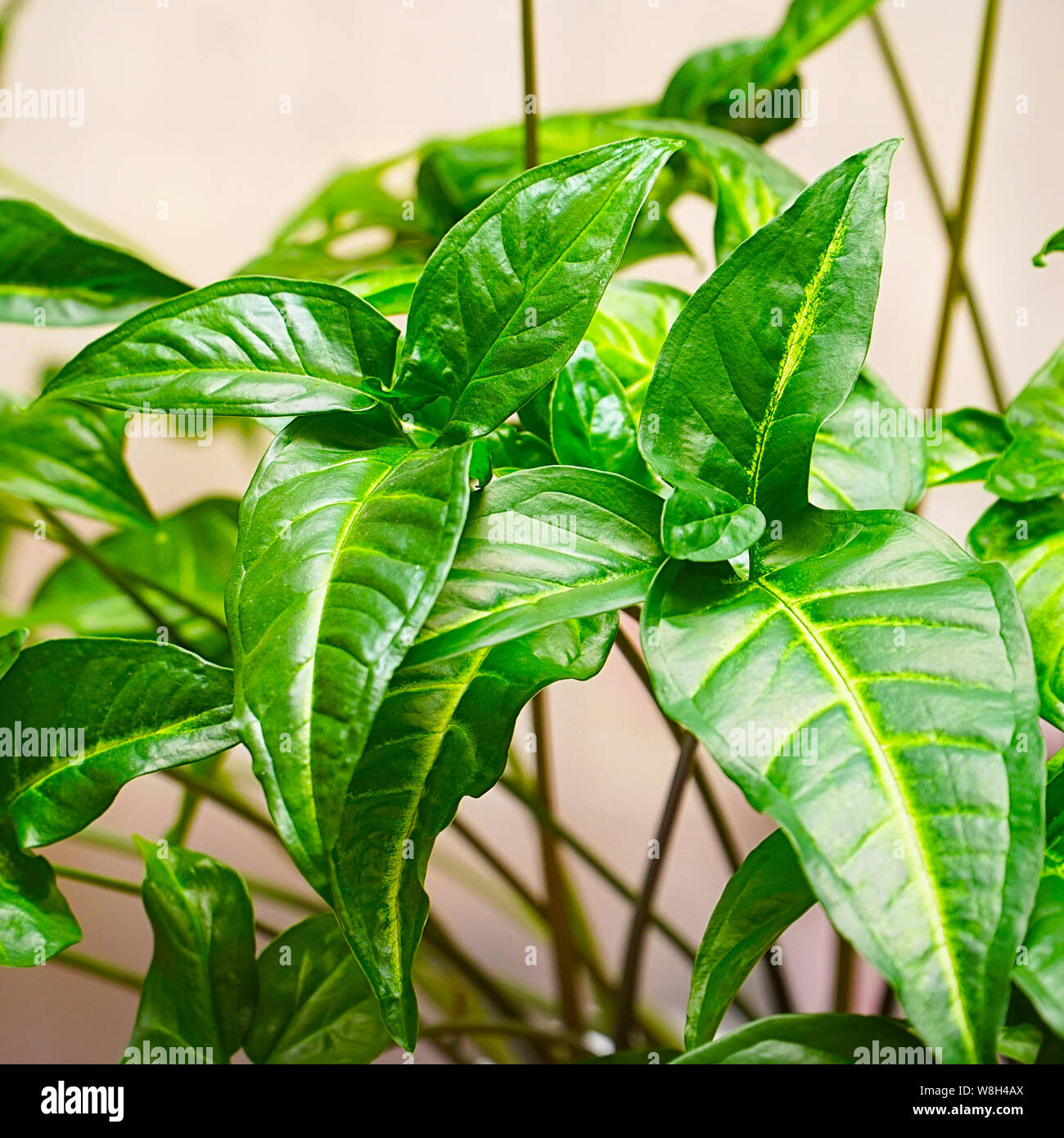 Syngonium podophyllum arrow hi-res stock photography and images - Alamy
