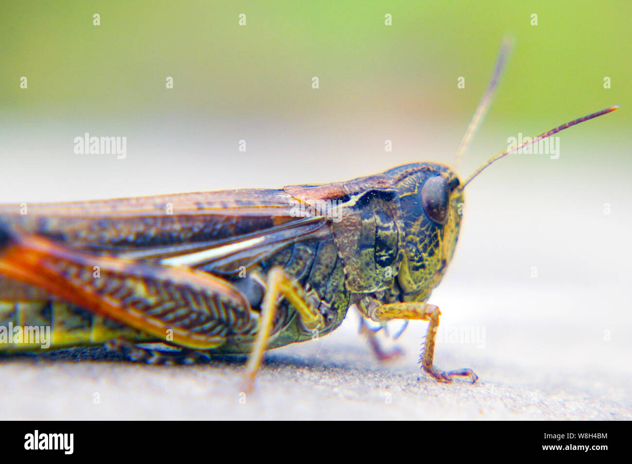 Locust catch hi-res stock photography and images - Alamy