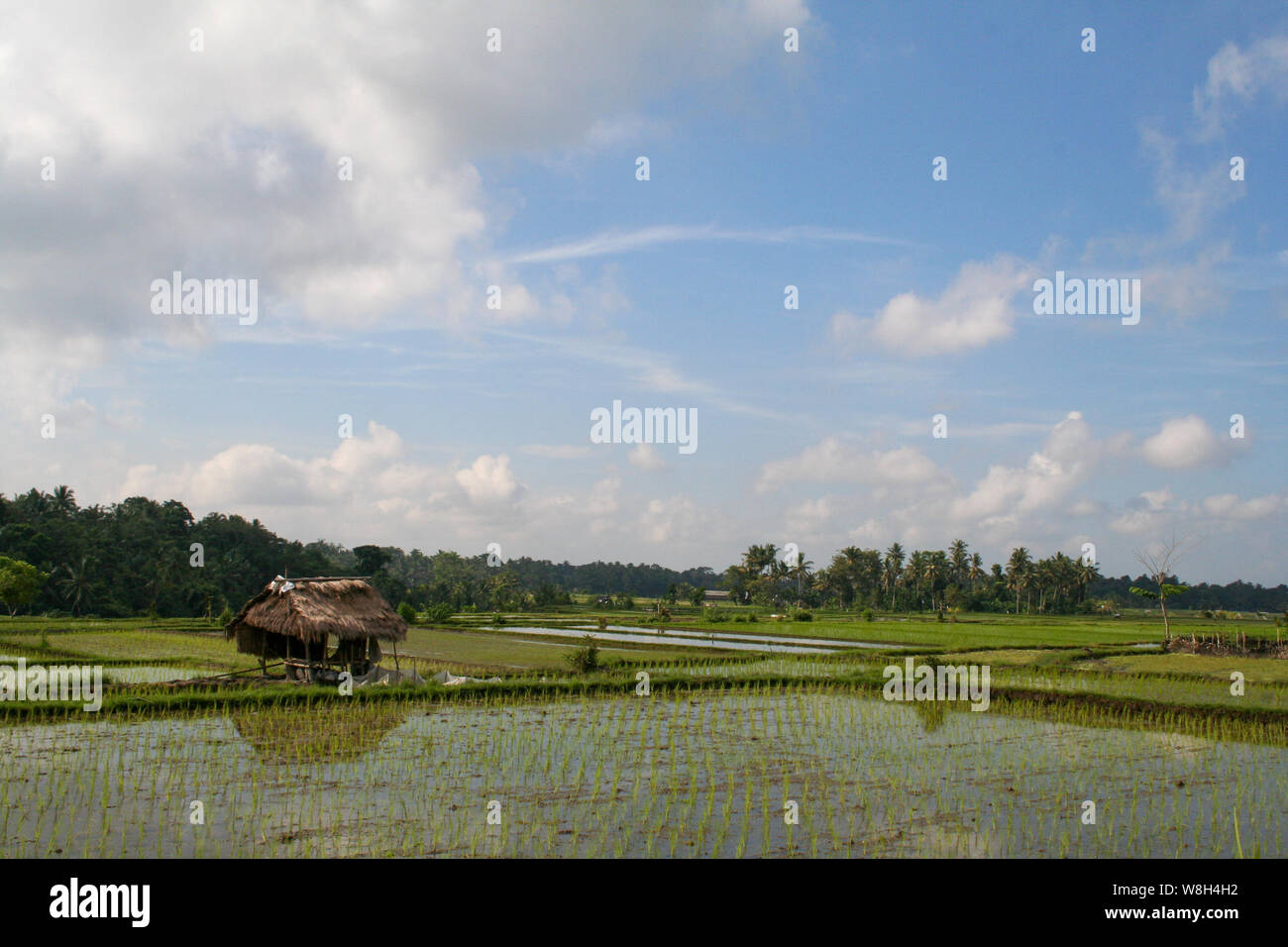 Asian rice fields Stock Photo - Alamy