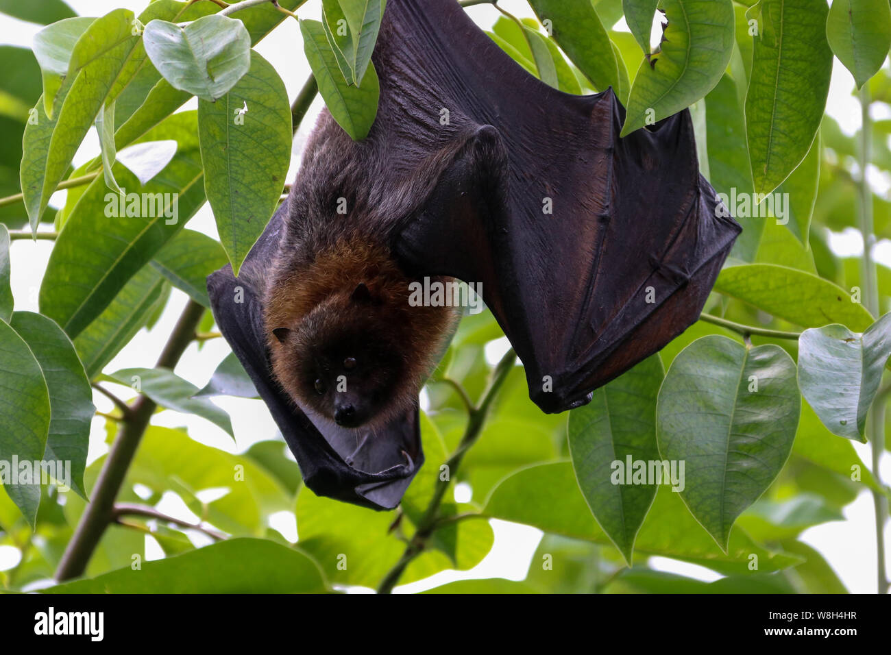 Fruit bat taking flight from tree Stock Photo - Alamy