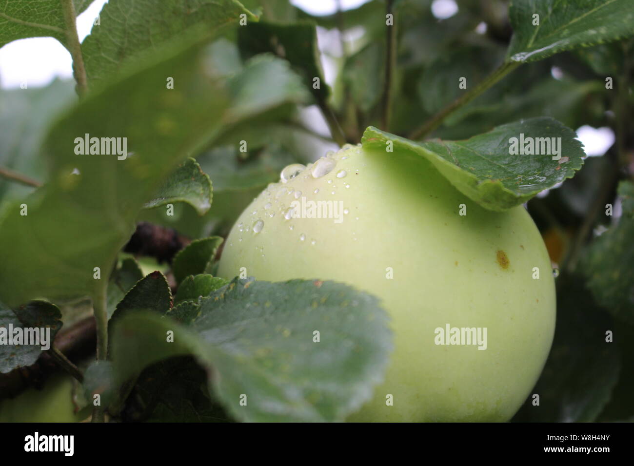Gold apple hi-res stock photography and images - Alamy
