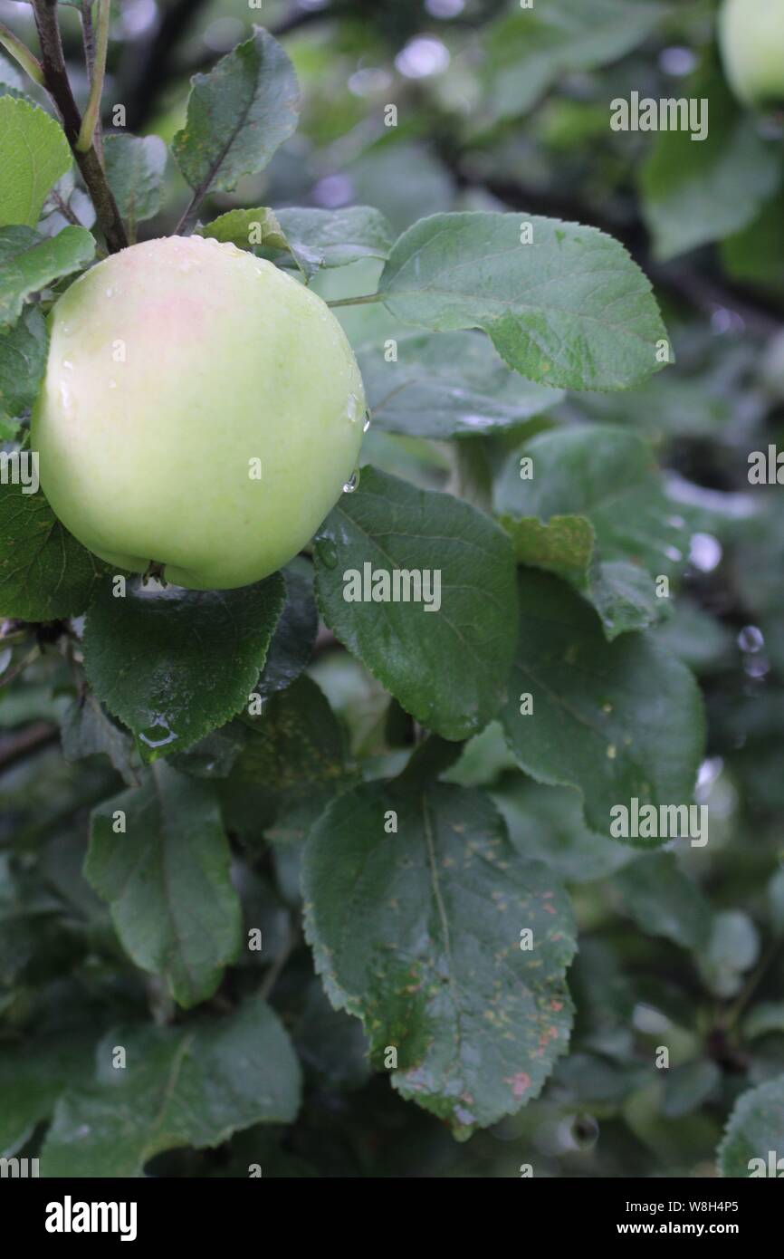 Gold rain tree hi-res stock photography and images - Alamy