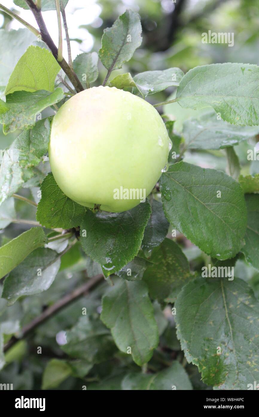 Ginger Gold Apple on Branch Stock Photo - Alamy