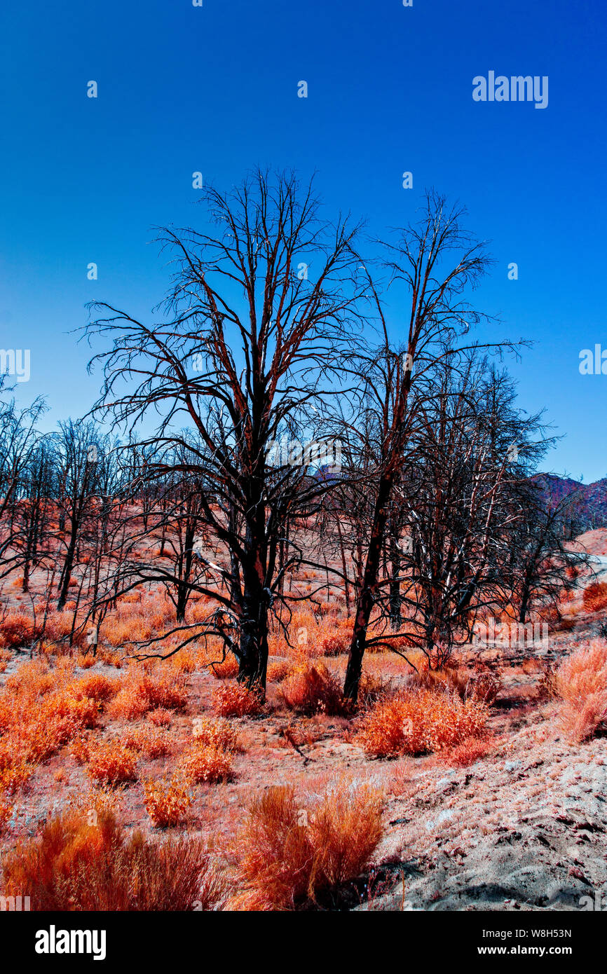 Burnt forest hi-res stock photography and images - Alamy