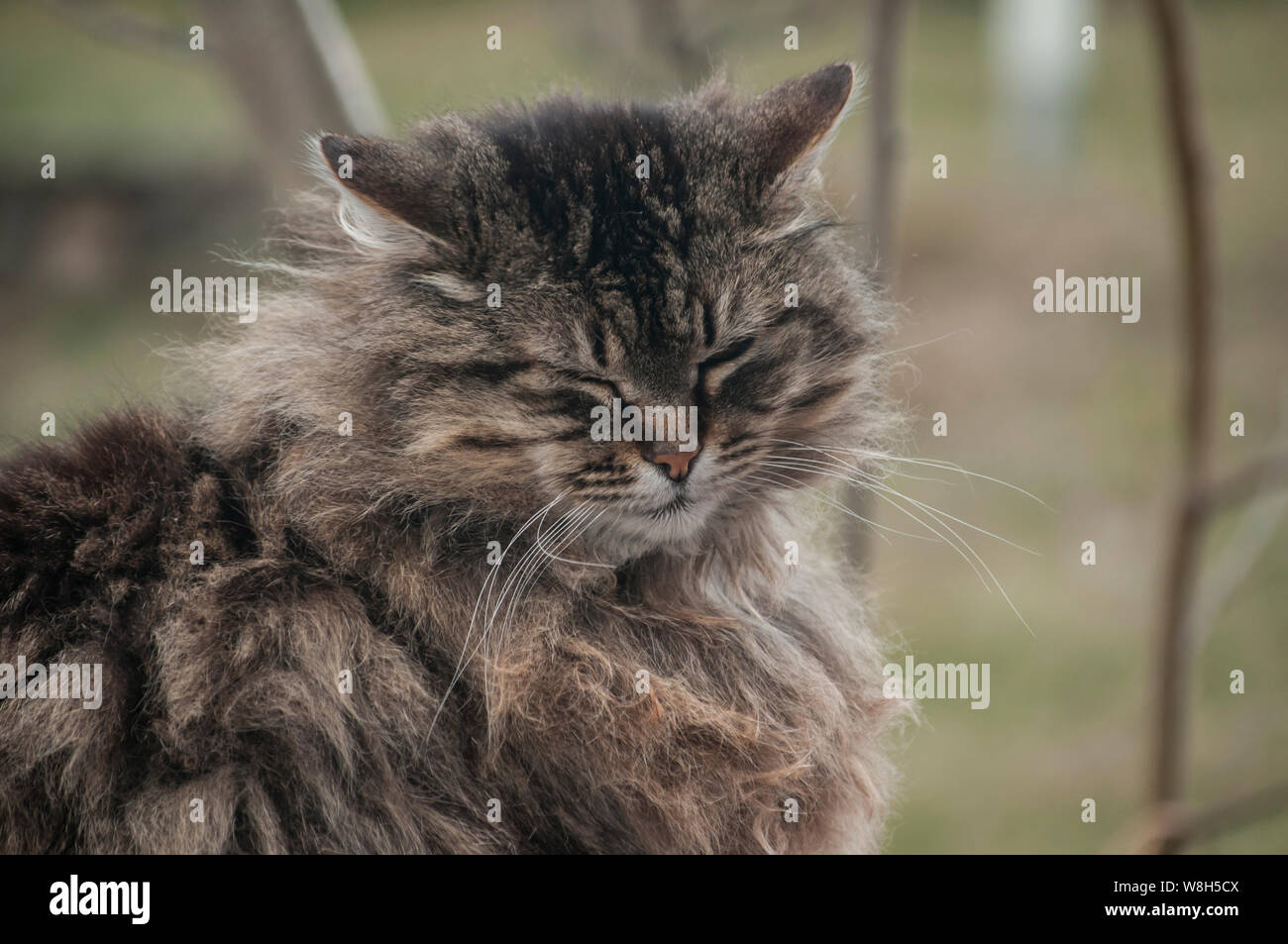 Norwegian purebred forest cat portrait head closeup Stock Photo - Alamy