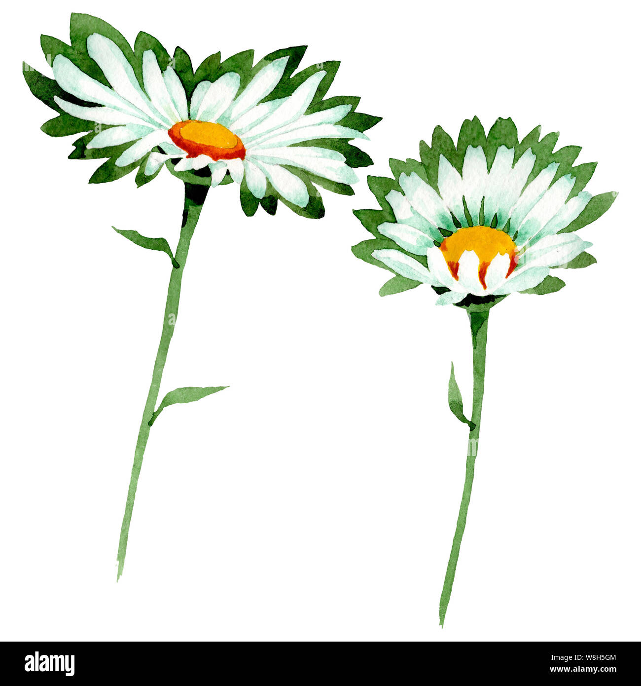 White daisy floral botanical flowers. Watercolor background ...