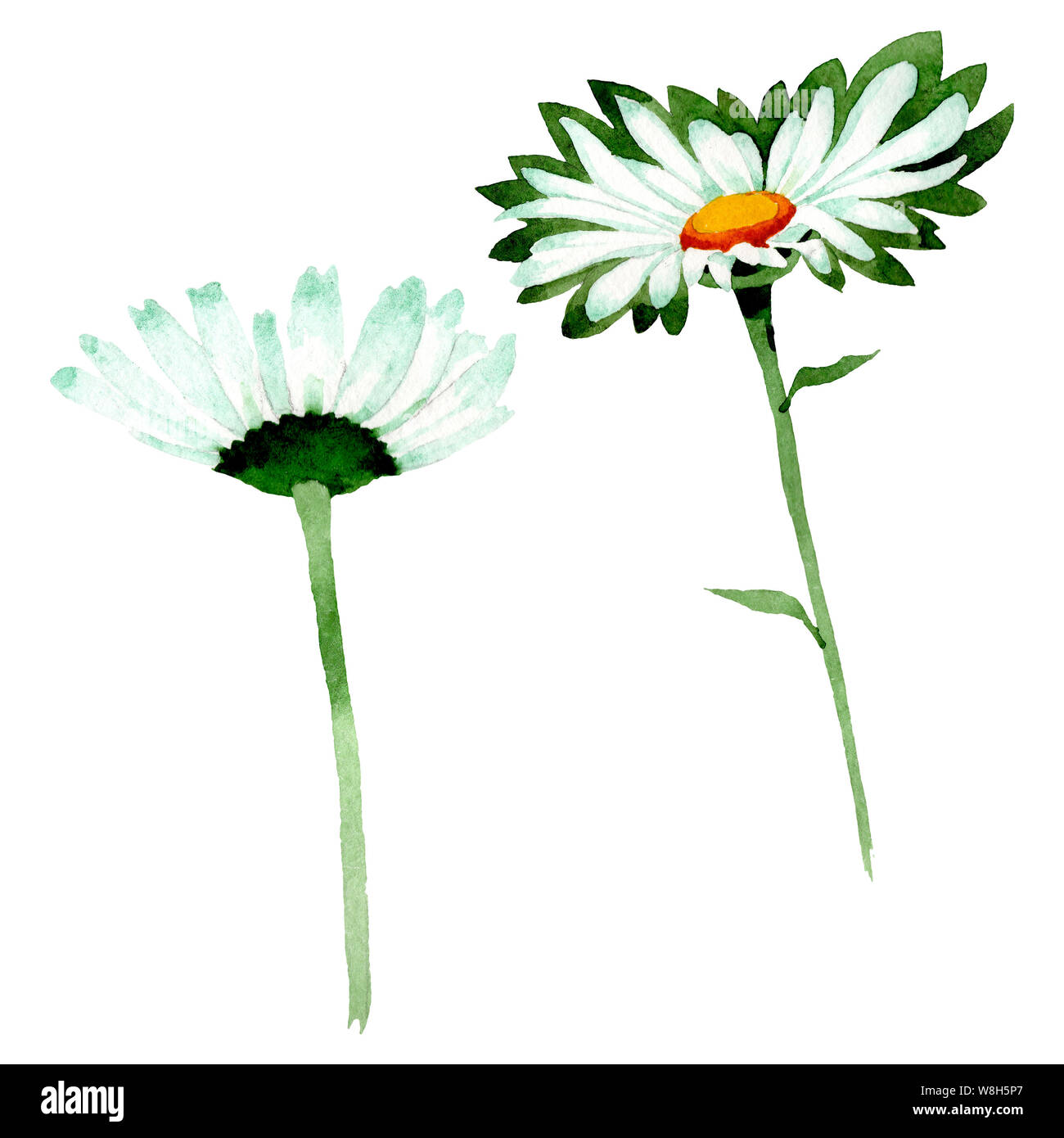 White daisy floral botanical flowers. Watercolor background ...