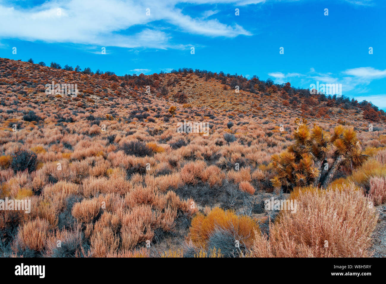 Desert in autumn colors under bright blue sky with white clouds Stock ...