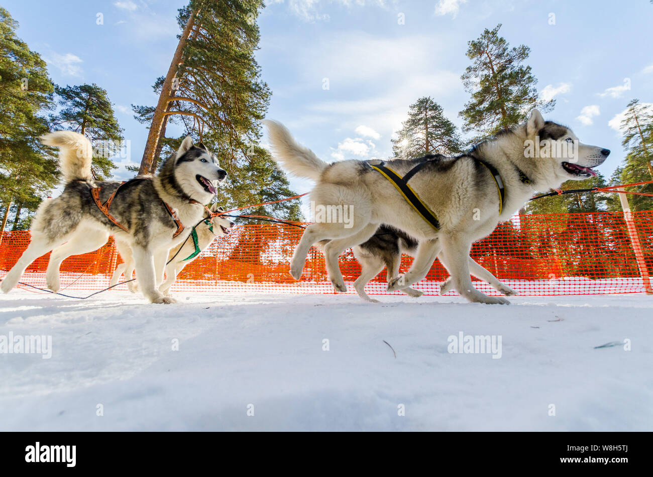 Sled dogs race competition. Siberian husky dogs in harness. Sleigh ...
