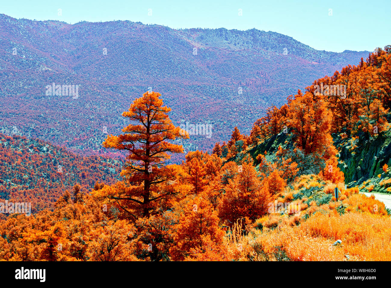Single tall tree on mountain side with mountain beyond under blue skies ...