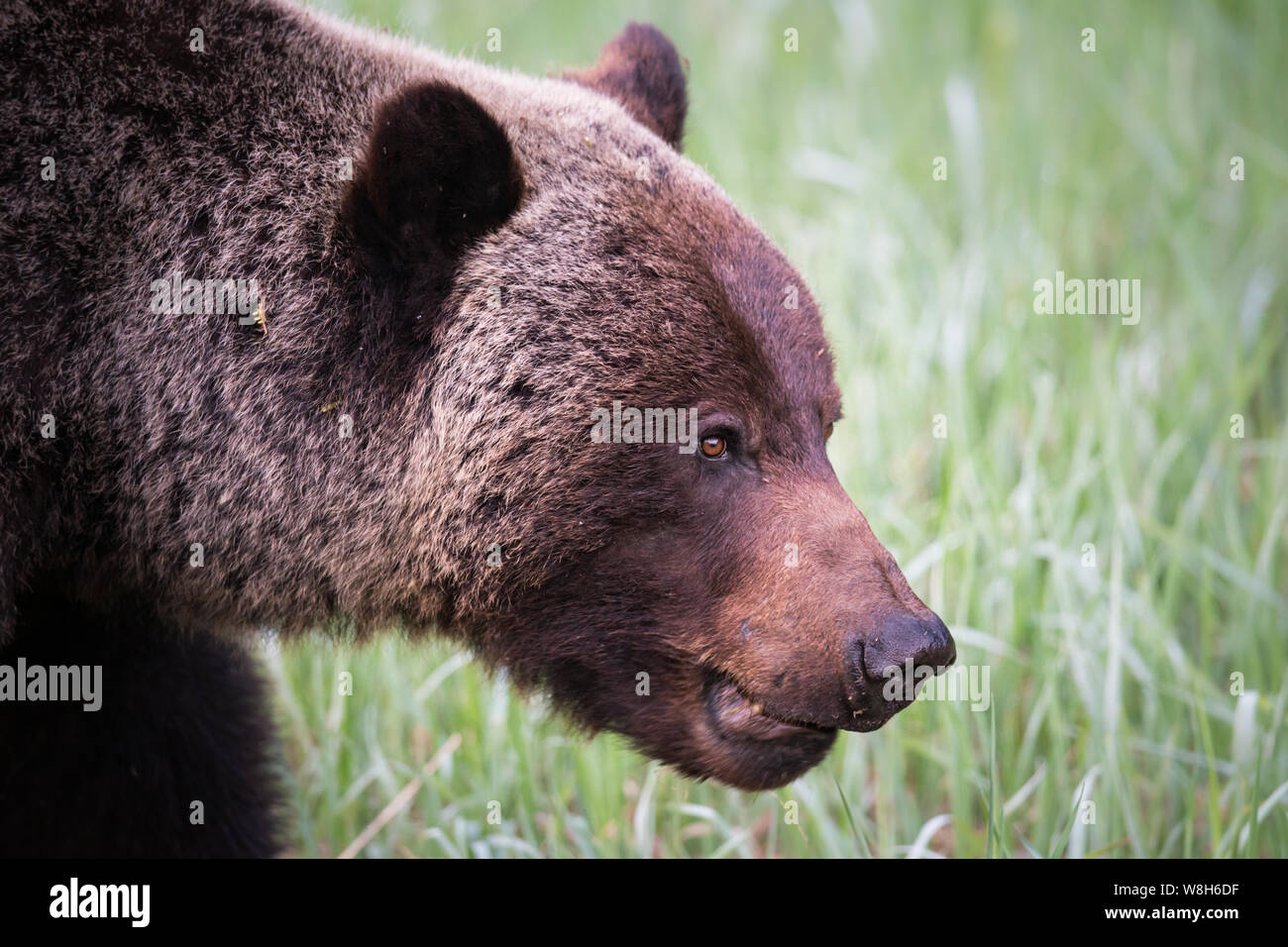 Grizzly bear in the wild Stock Photo - Alamy