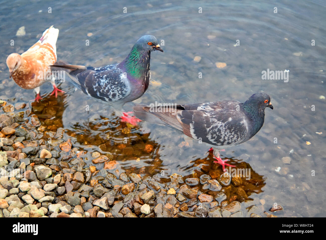 Pigeons is fishing a fish in the park river. Close up Stock Photo - Alamy