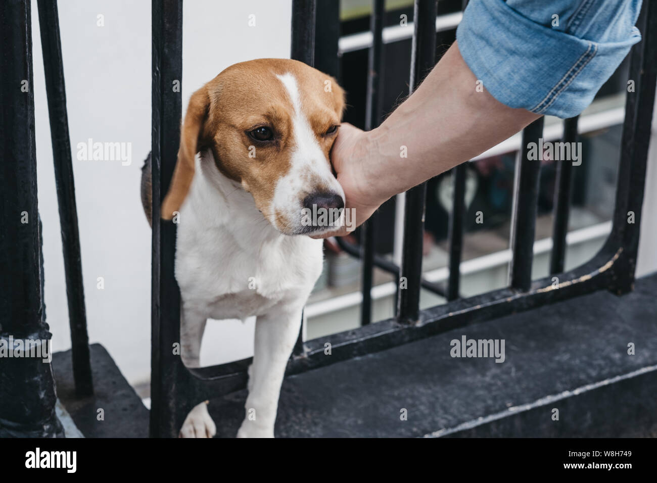 High angle view of a passer-by petting a dog peeking through the fence ...