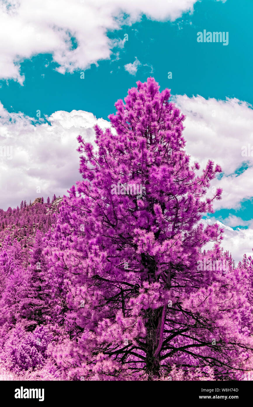 White color tree hi-res stock photography and images - Alamy