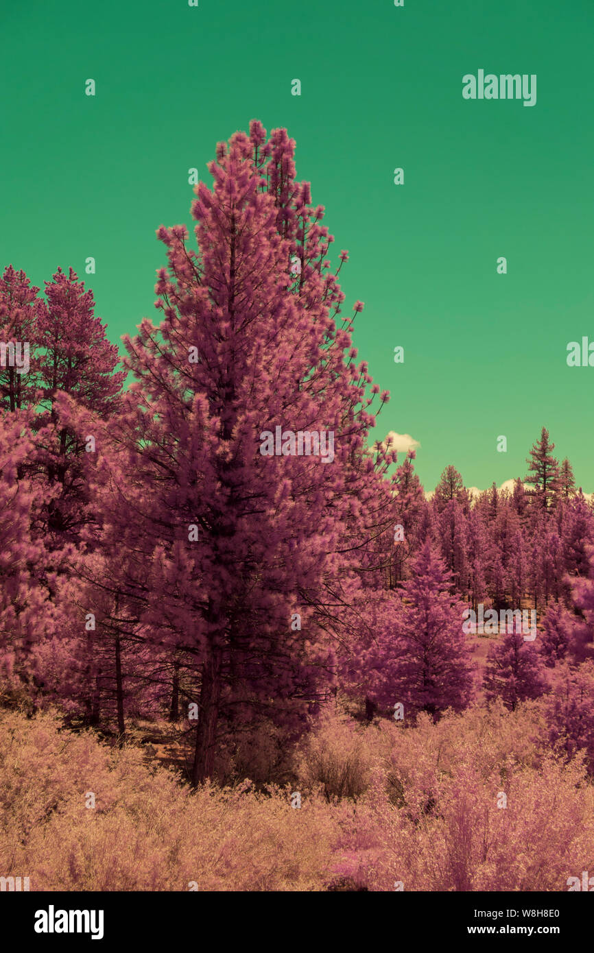 Pink trees under blue green skies Stock Photo - Alamy