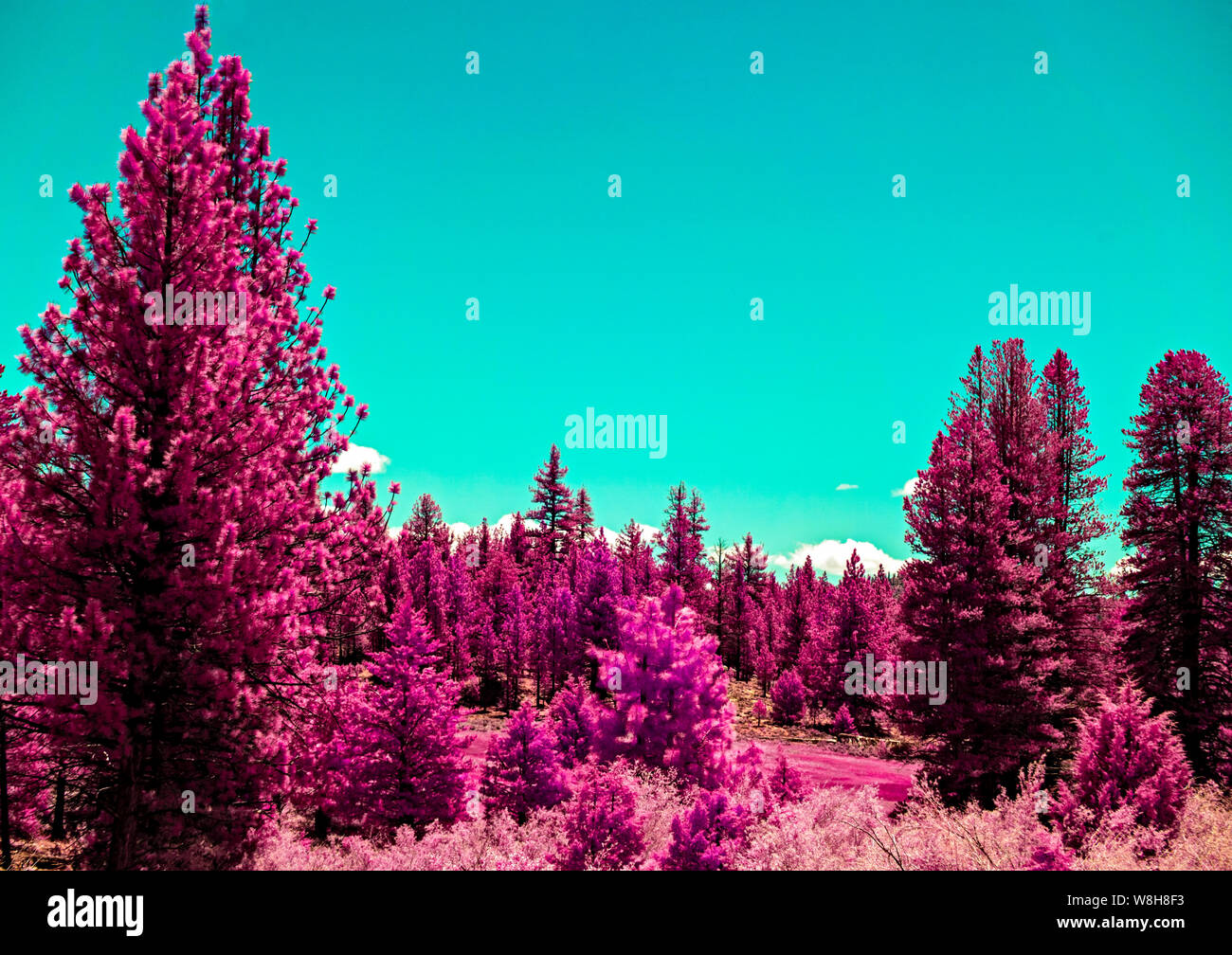 Trees pink sky background hi-res stock photography and images - Alamy