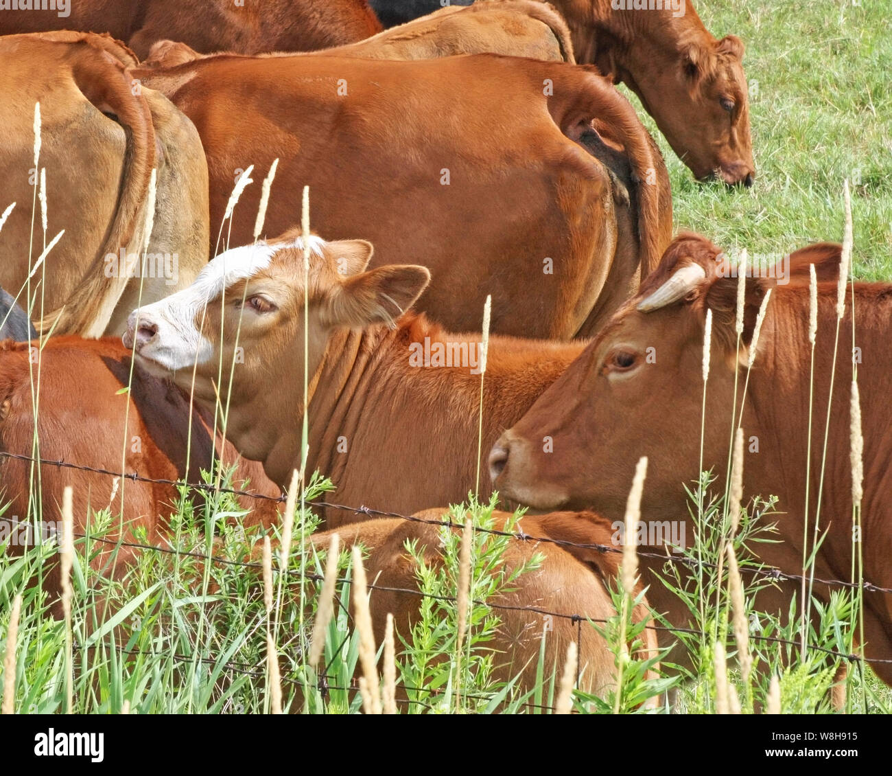 Herd of brown cows huddled together behind a barbed wire fence while ...