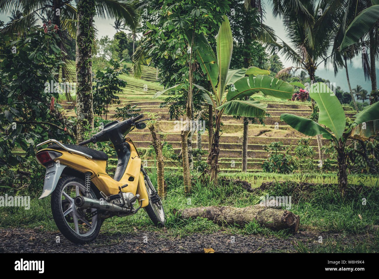 Rice paddy field motorbike on hi-res stock photography and images - Alamy