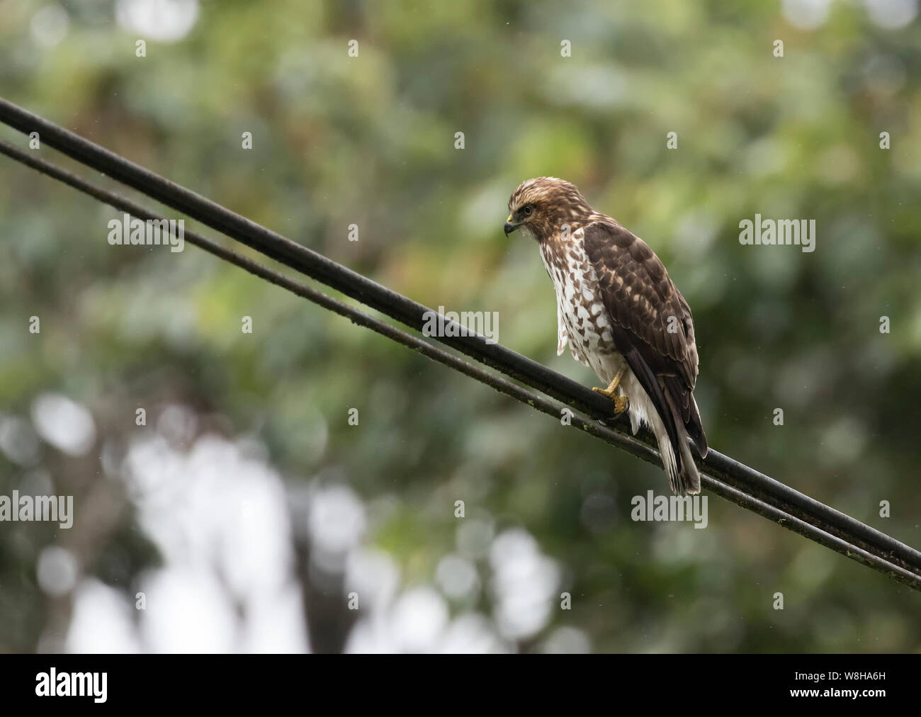 Broad Winged Hawk Stock Photo - Alamy