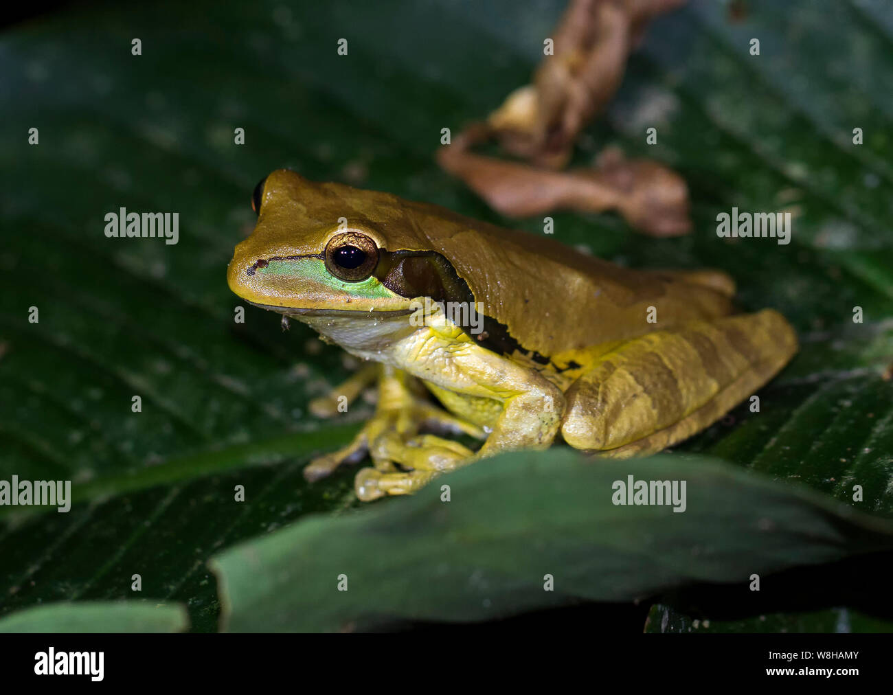 New Granada cross-banded tree frog Stock Photo - Alamy