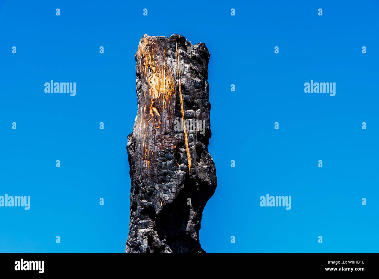 Burnt tree hi-res stock photography and images - Alamy