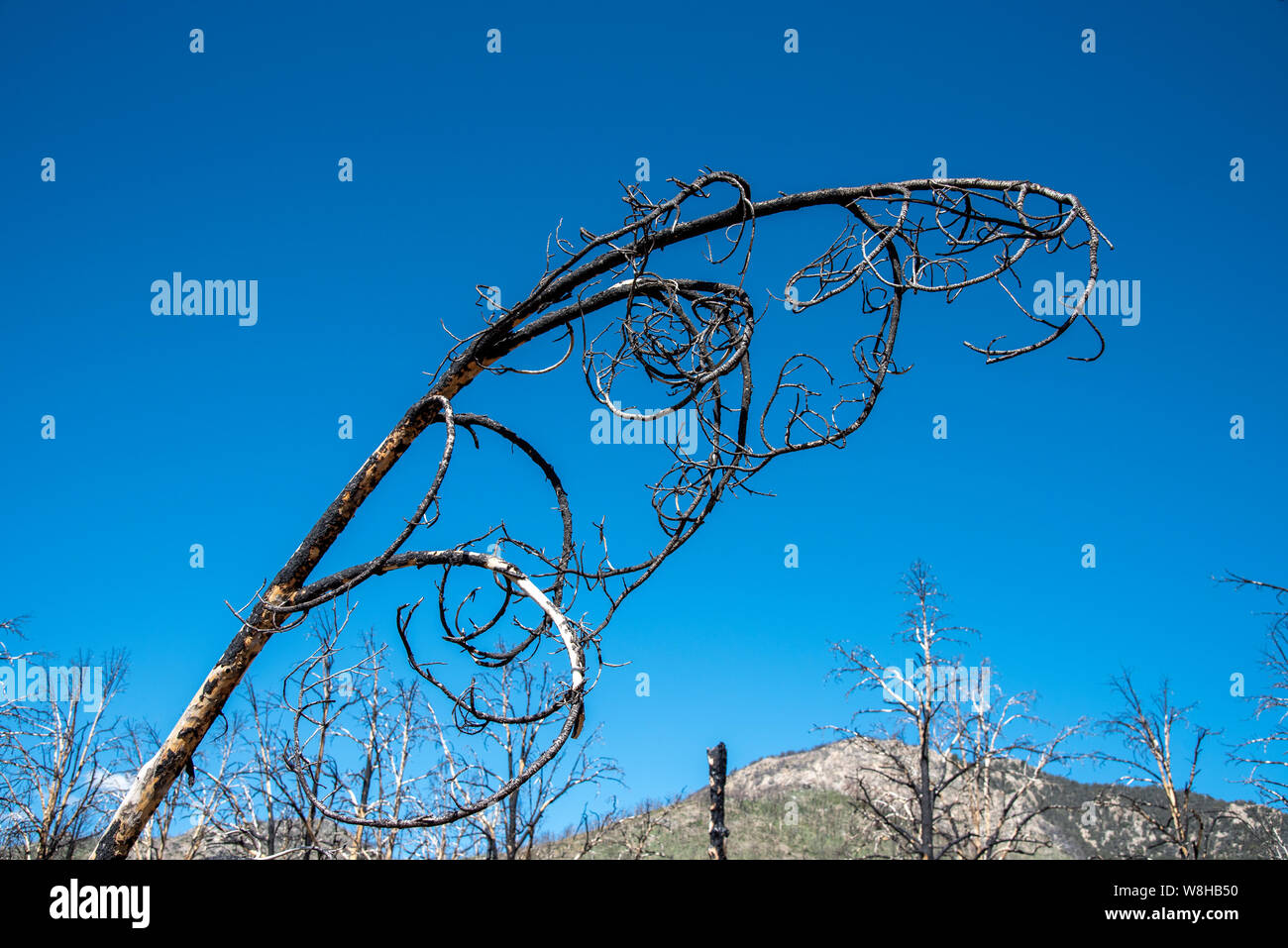 Curling branches hi-res stock photography and images - Alamy