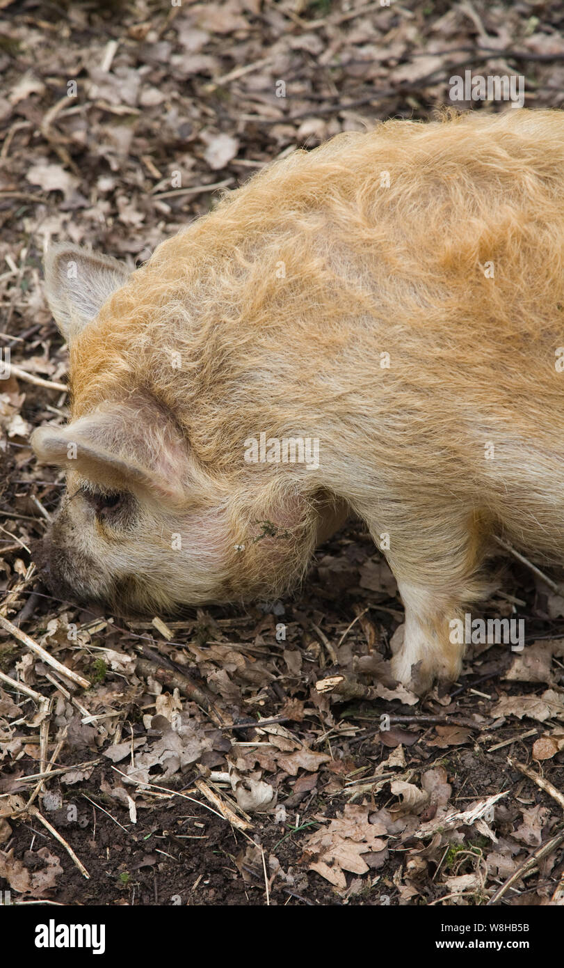 Farm Animals - Pig Stock Photo - Alamy