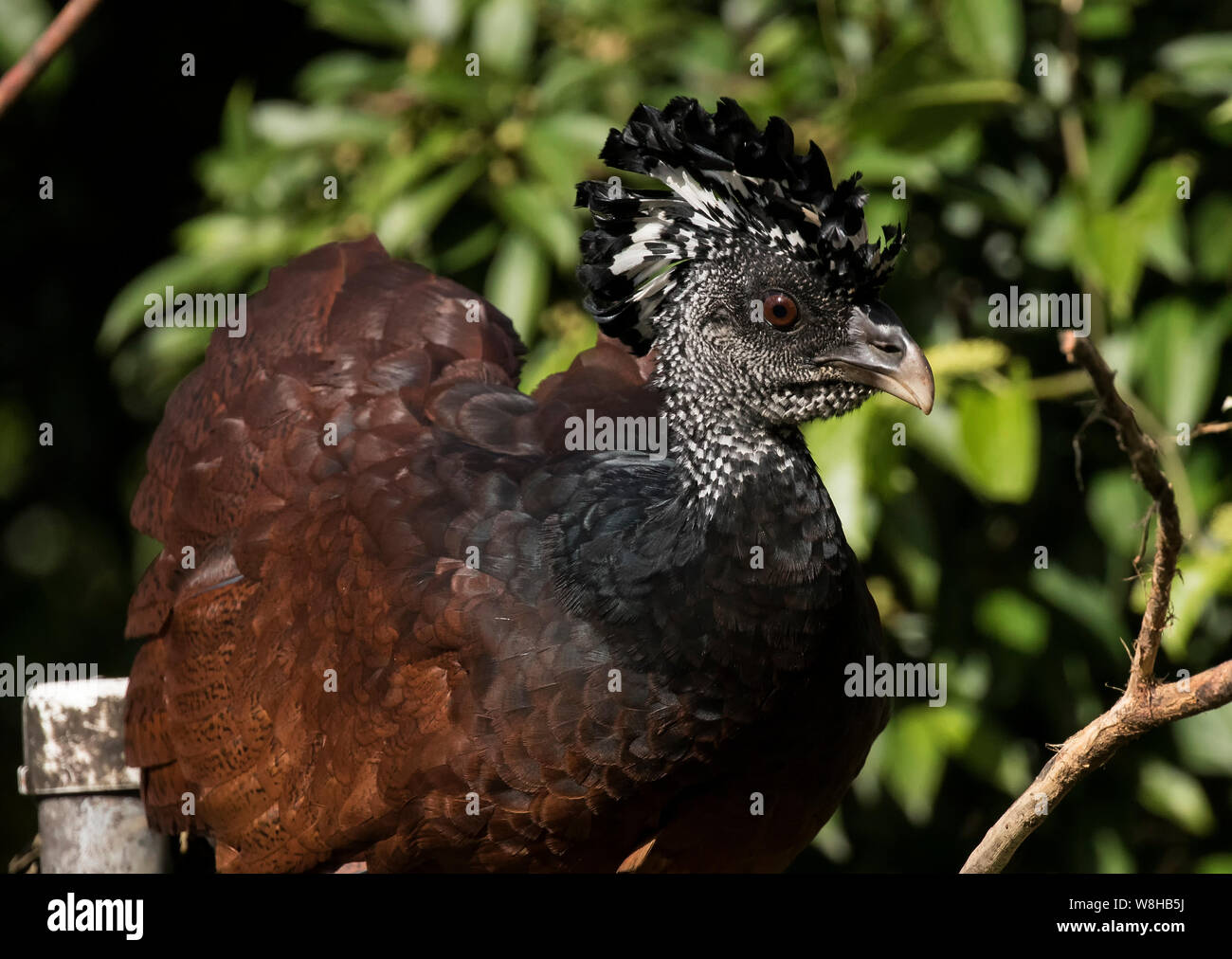 Female curassow hi-res stock photography and images - Alamy