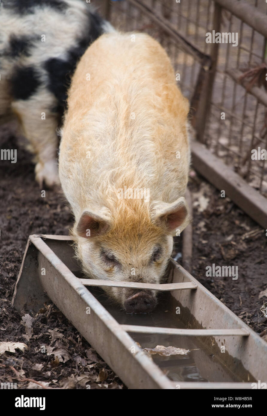 Farm Animals - Pig Stock Photo - Alamy