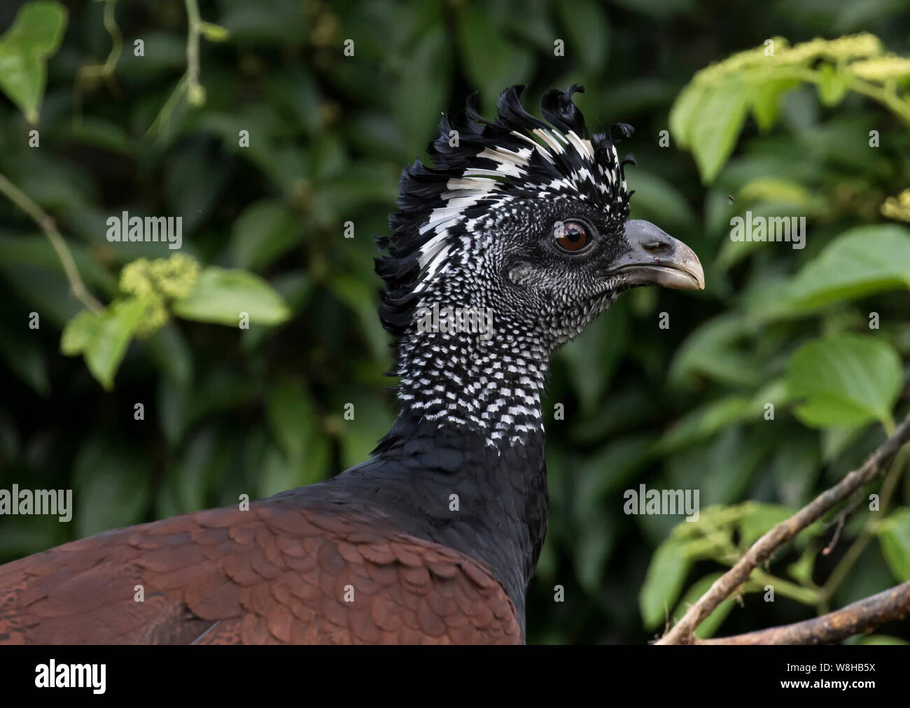 Female curassow hi-res stock photography and images - Alamy