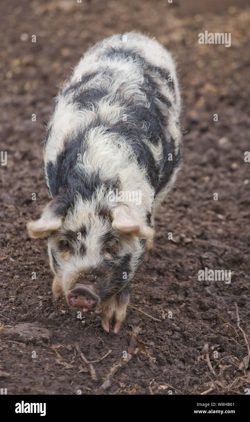 Farm Animals - Pig Stock Photo - Alamy