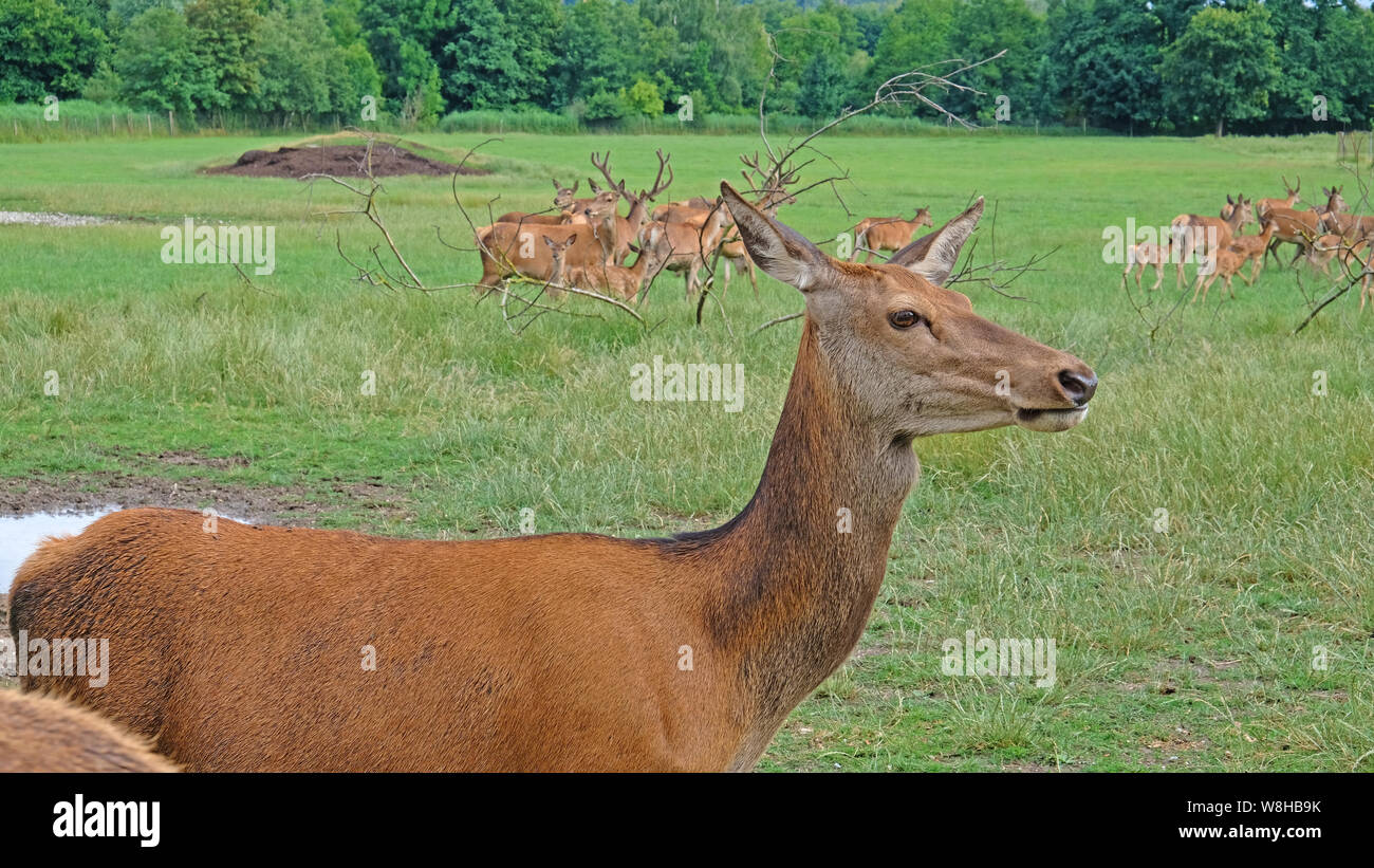 Deer park map hi-res stock photography and images - Alamy