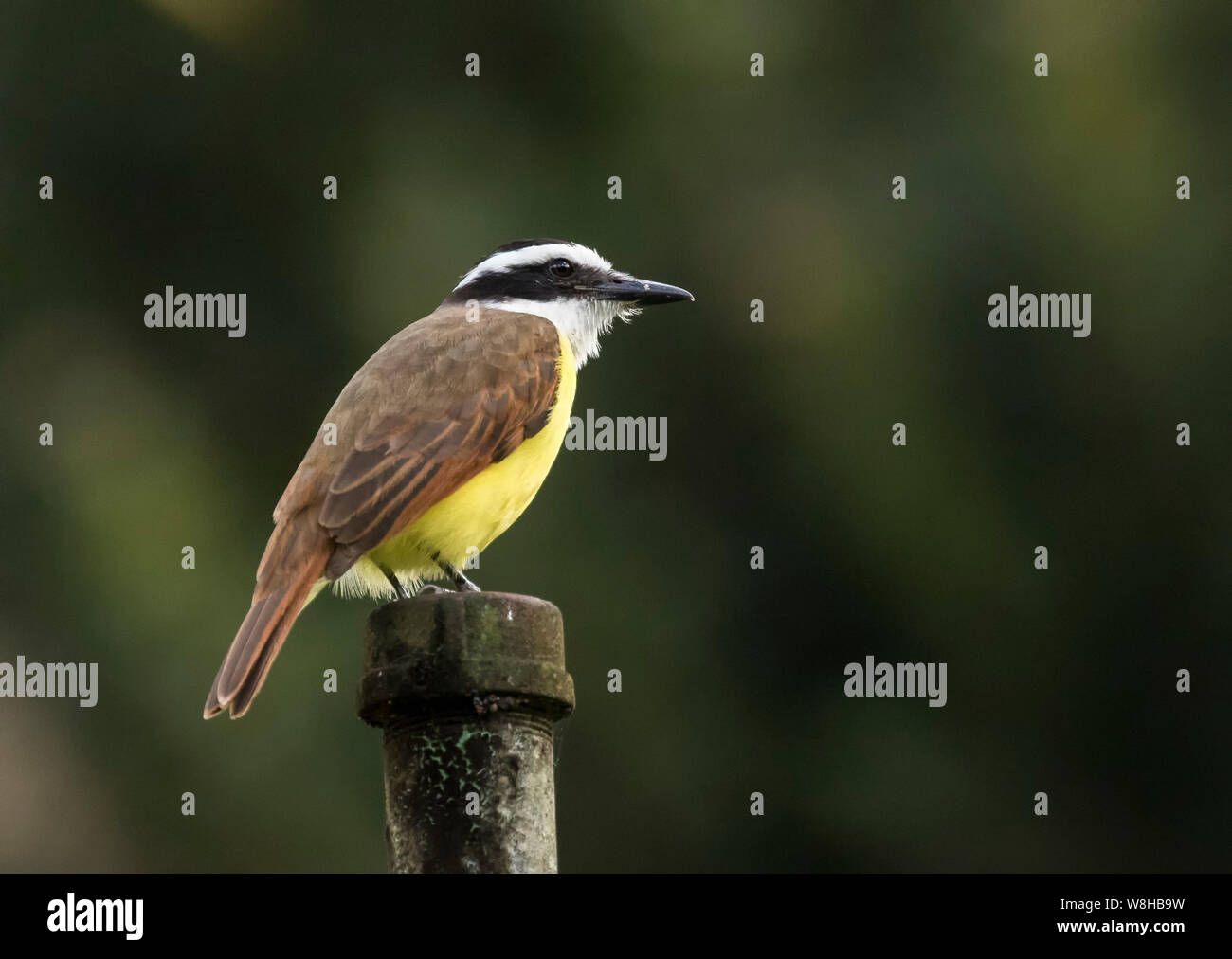 Kiskadee costa rica hi-res stock photography and images - Alamy