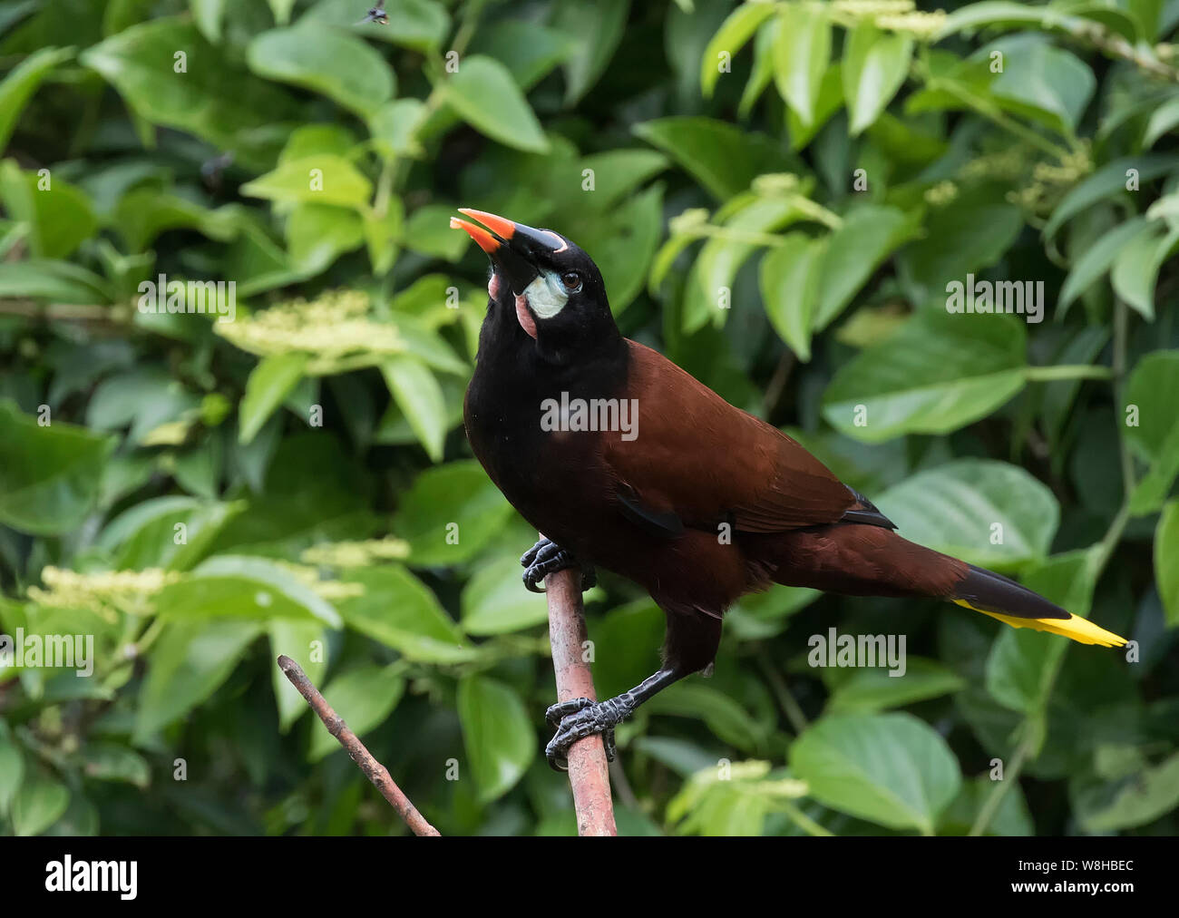 Oropendola bird hi-res stock photography and images - Alamy
